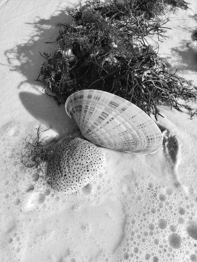 Natural Shell Still Life on the Beach Stock Image - Image of animal ...