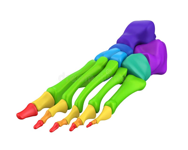 Fuß-Knochen-Anatomie stock abbildung. Illustration von würfelförmig ...