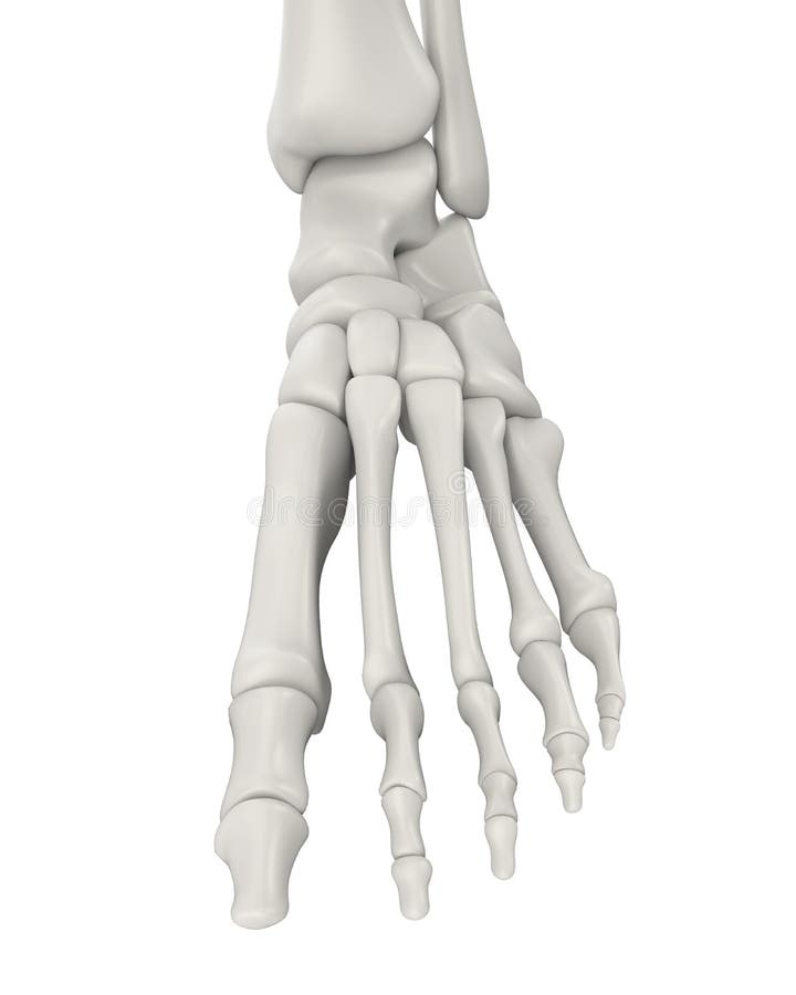 Fuß-Knochen-Anatomie Lokalisiert Stock Abbildung - Illustration von ...