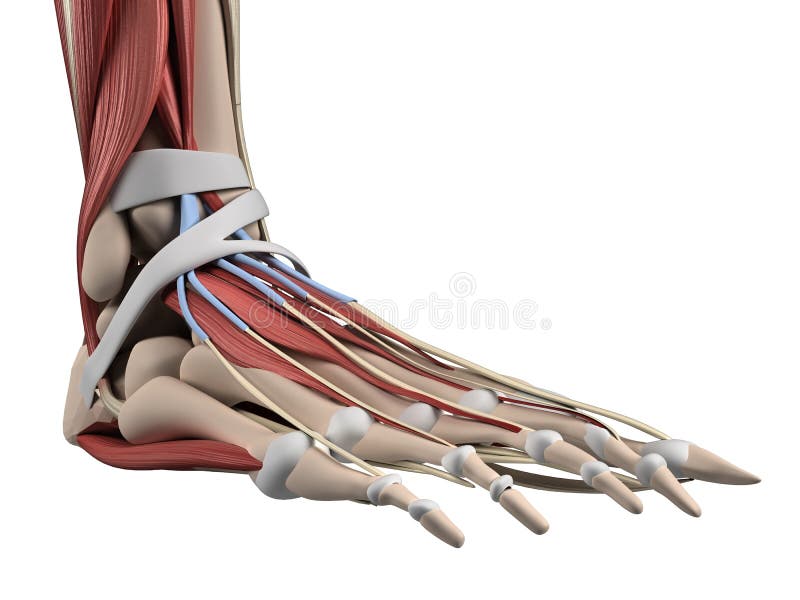Fußanatomie stock abbildung. Illustration von fußanatomie - 30725096