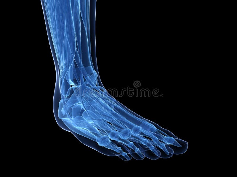 Fußanatomie stock abbildung. Illustration von baumuster - 30725130