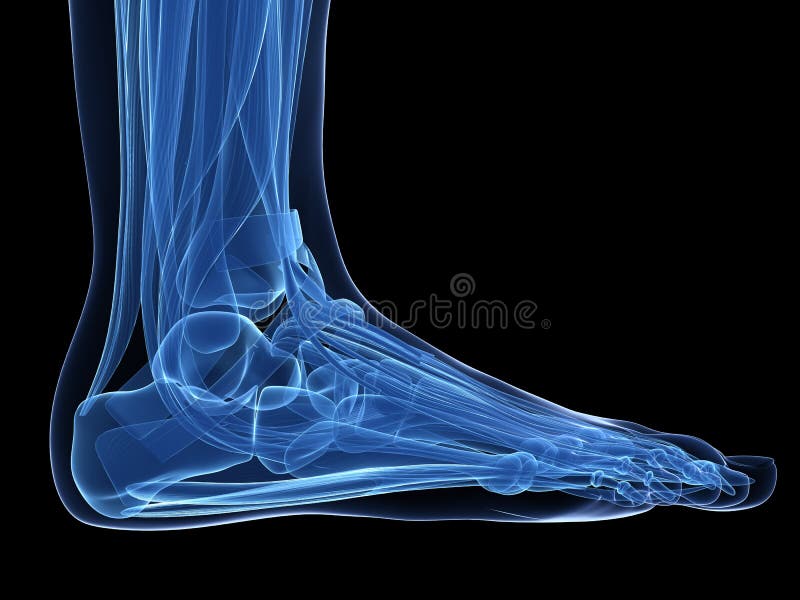 Fußanatomie stock abbildung. Illustration von baumuster - 30725130