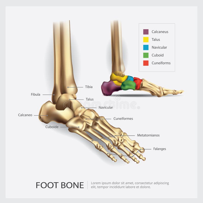 Fußknochenanatomie vektor abbildung. Illustration von abbildung - 192326163