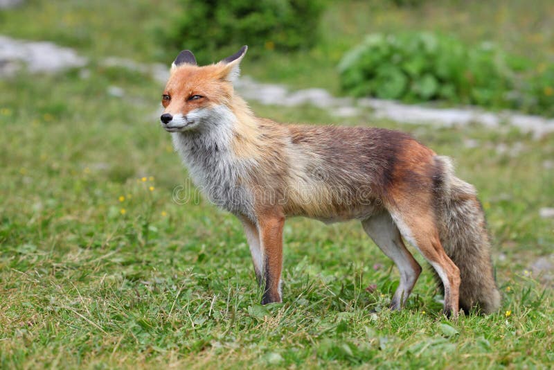 Fuchs Der Wild Lebenden Tiere Stockbild - Bild von getrennt ...