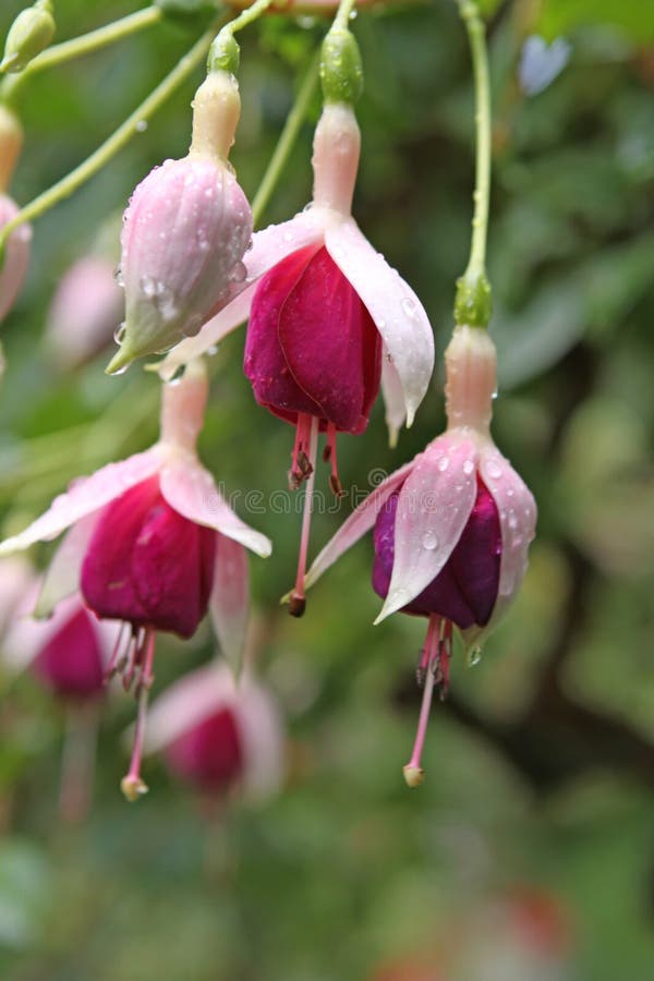 Fuchsia stock photo. Image of beautiful, bloom, blossom - 23179384
