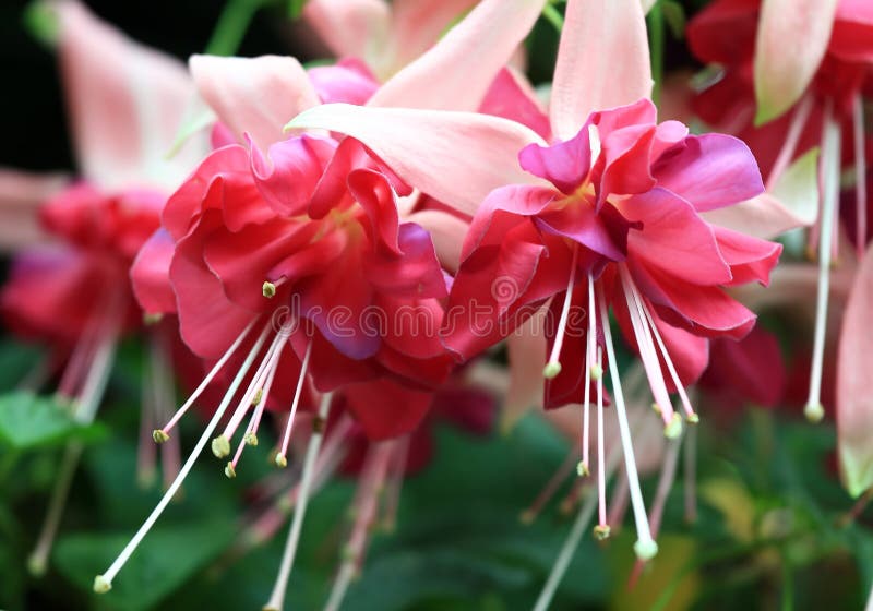 Rare Mexican Fuchsia stock photo. Image of greenhouse, species - 978270