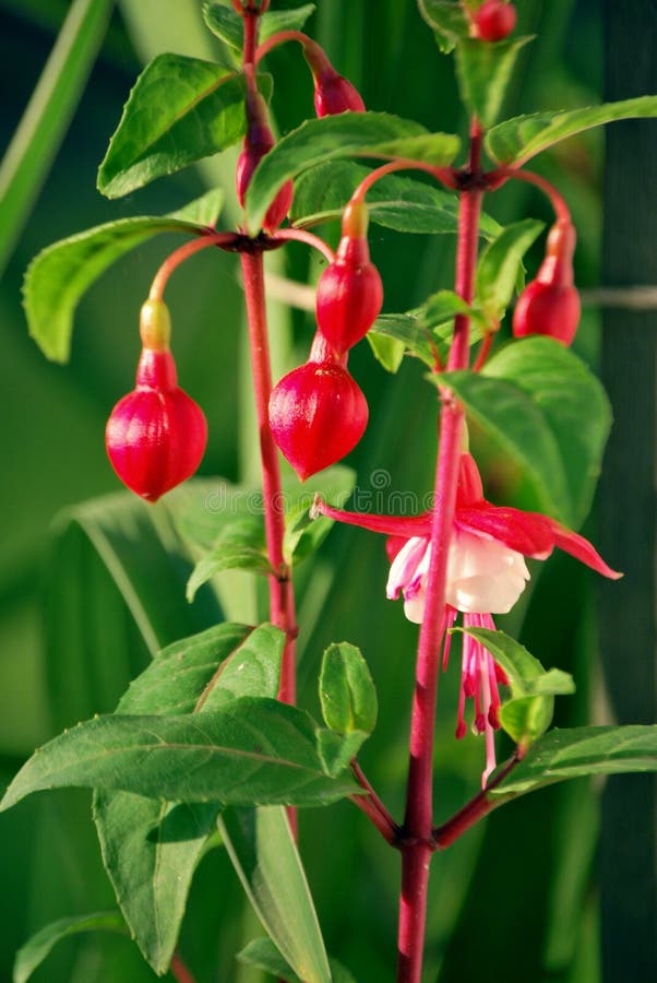 Rare Mexican Fuchsia stock photo. Image of greenhouse, species - 978270