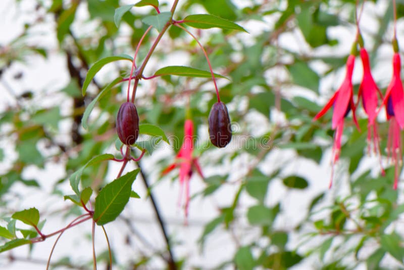 Fuchsia Berry Duo 03 stock image. Image of outdoor, bush - 203621189