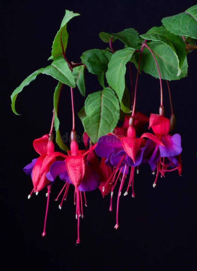 Two Purple Hanging Fuchsia Flowers Stock Image - Image of bloom, stamen ...