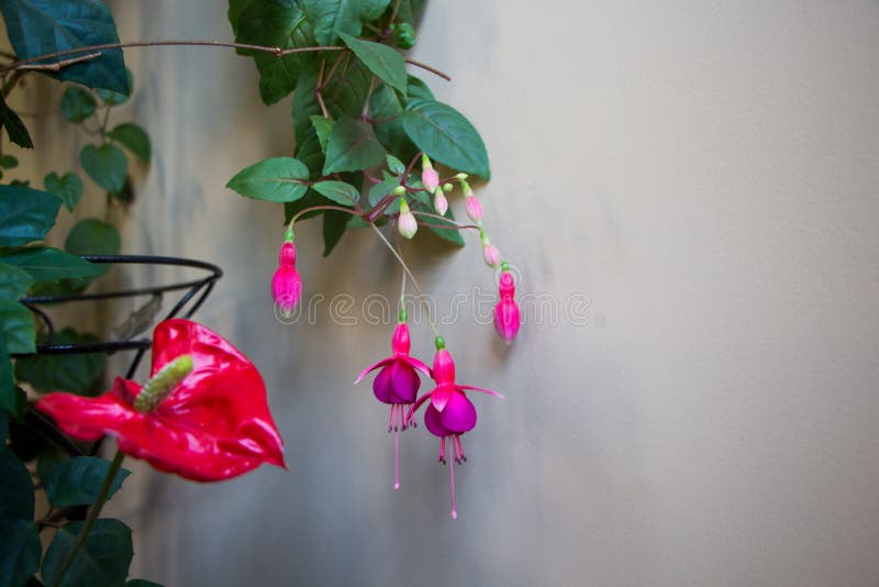 Fuchsia. stock image. Image of beautiful, orchid, spring - 123978527