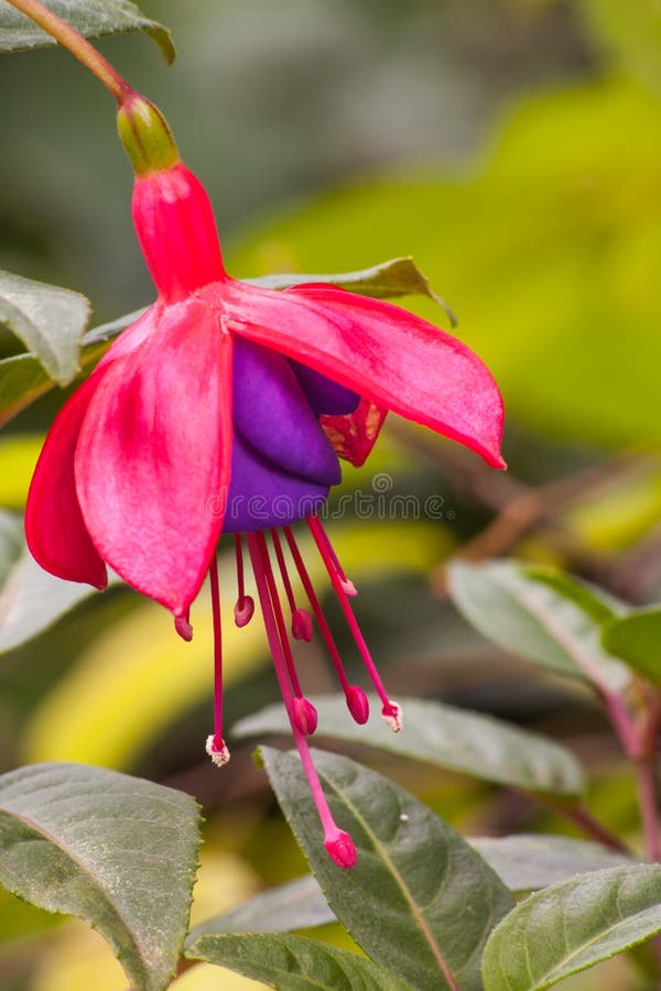 Fuchsia 3000 stock image. Image of garden, brightly, blooming - 51913801