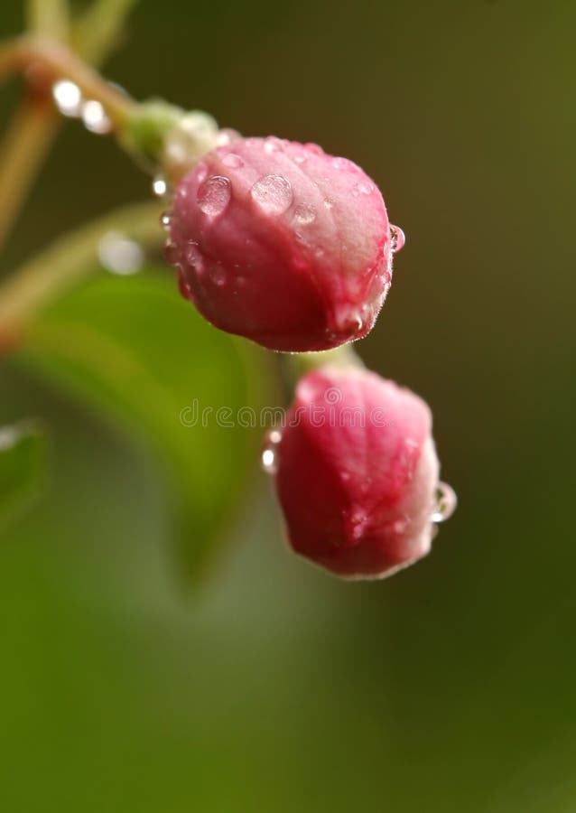 Fuchsia buds stock photo. Image of flower, macro, detail - 1986290