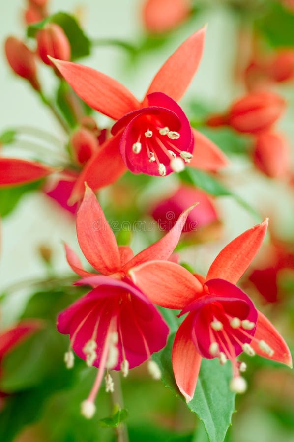 Bleeding Hearts stock image. Image of spring, flowers - 2866411