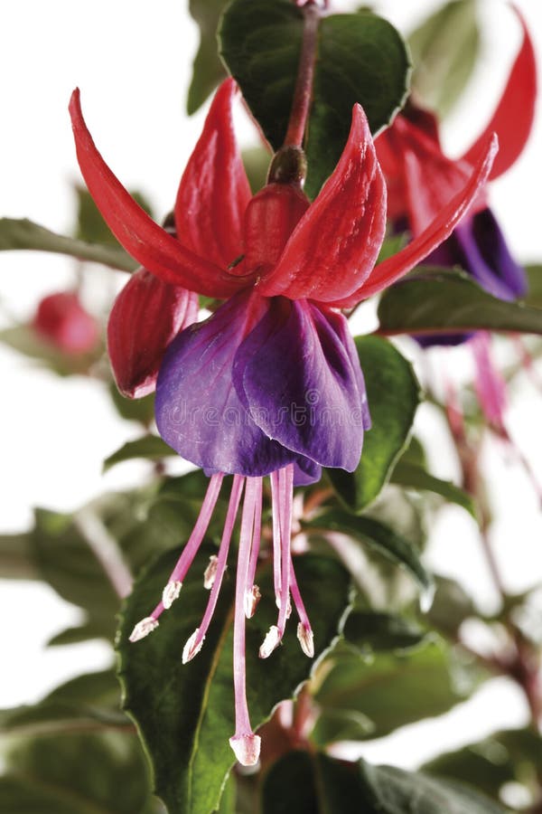 Fuchsia `Cardinal`. Colorful Bunch of the Blooming Flowers in a ...