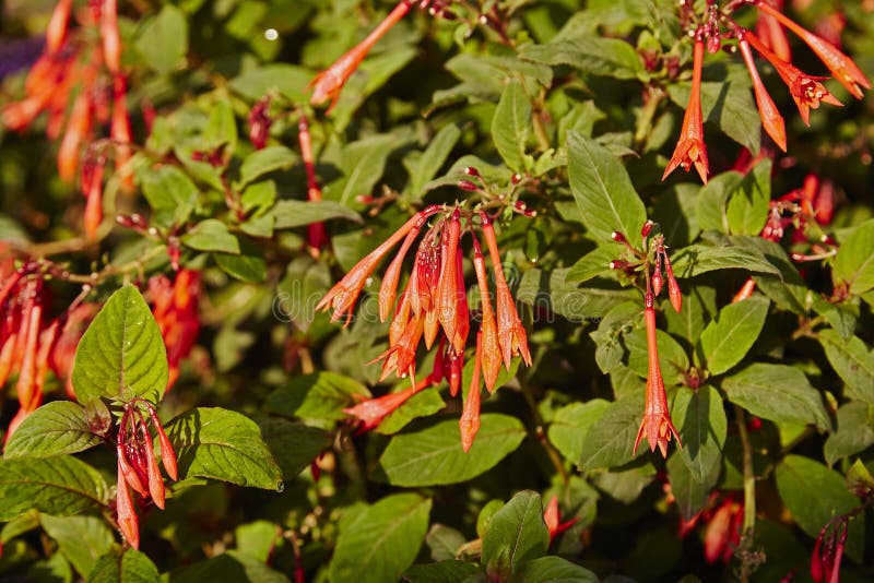 Fuchsia coralle stock image. Image of coralle, hanging - 129293257