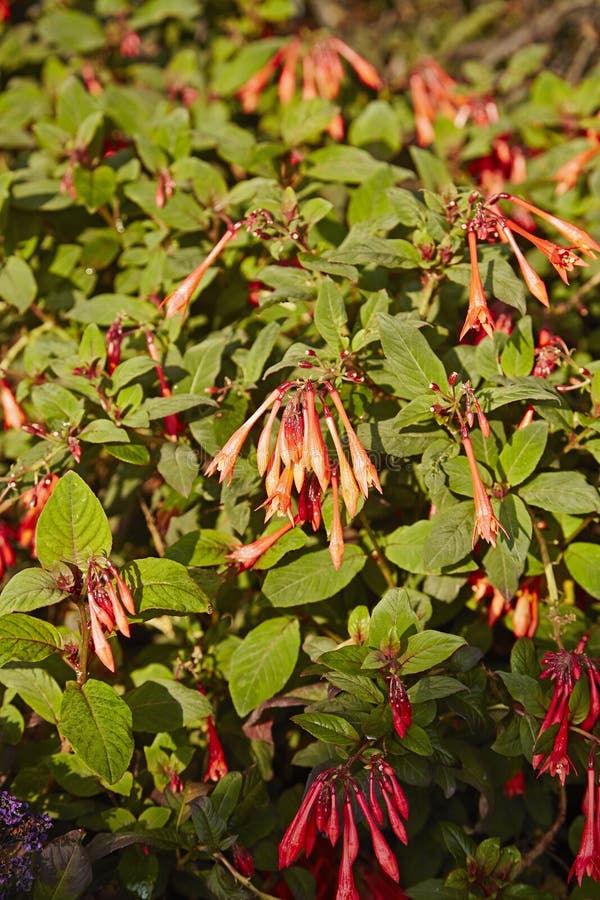 Fuchsia coralle stock photo. Image of green, coralle - 129293278