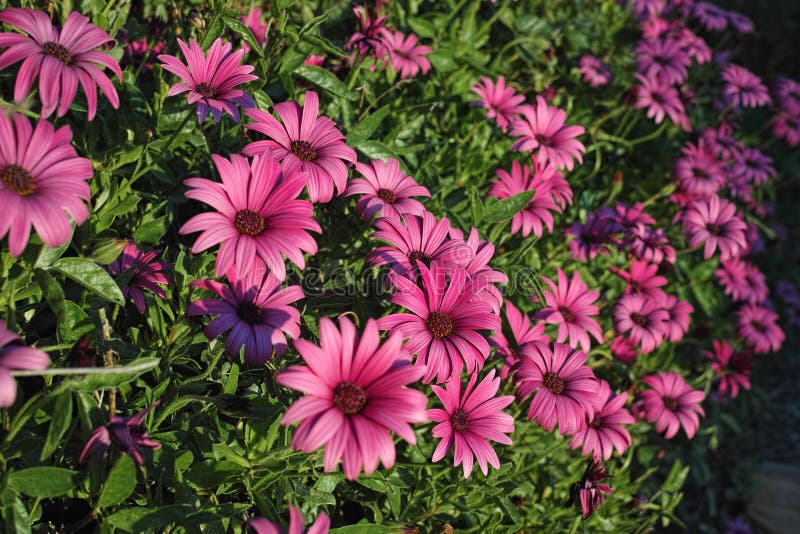 Fuchsia daisy stock photo. Image of beautiful, fragrance - 29991940