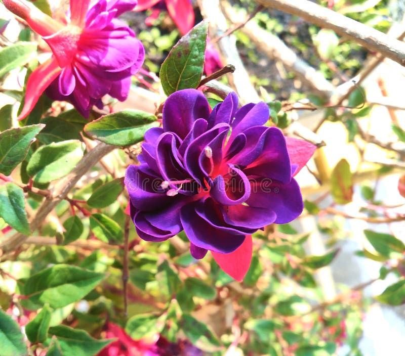 Image of Bright Purple Fuchsia Flower. Stock Photo - Image of garden ...