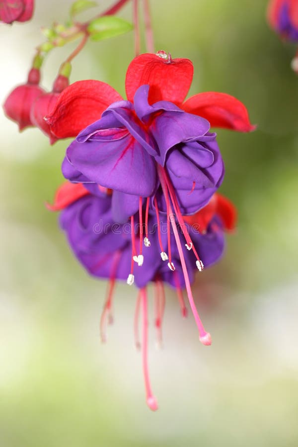 Fuchsia flower stock image. Image of colors, white, beautiful - 23379107