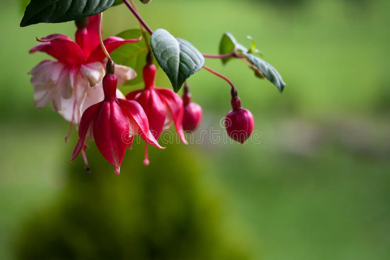 Rare Mexican Fuchsia stock photo. Image of greenhouse, species - 978270