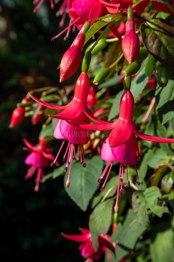 Fuchsia Flower in Bloom in Sunshine Outdoors Stock Photo - Image of ...