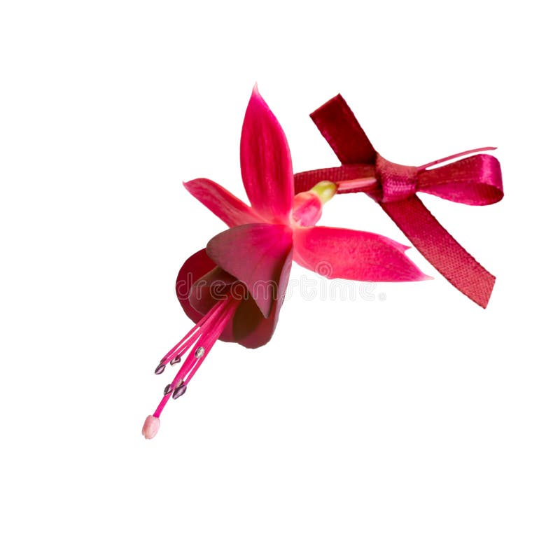 Fuchsia Flower with Dark Cherry Bow Isolated on White Stock Image ...