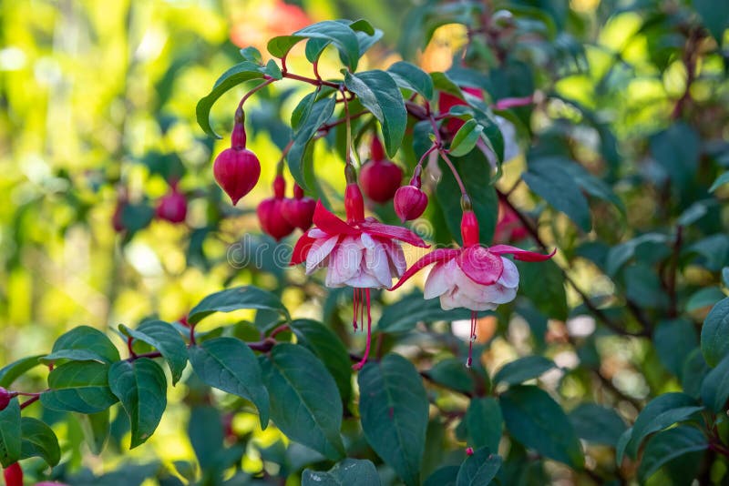 Fuchsia Flower Growing in Far East of Russia Stock Image - Image of ...