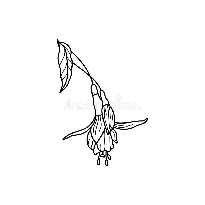 Fuchsia Flower Line Tekening. Overzicht Van De Botanische Tropische ... Fuchsia Flower Line Tekening. Overzicht Van De Botanische Tropische ...