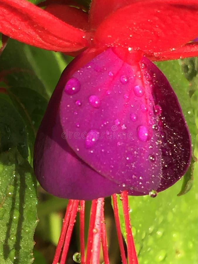 Fuchsia stock photo. Image of violet, color, fuchsia - 104428102