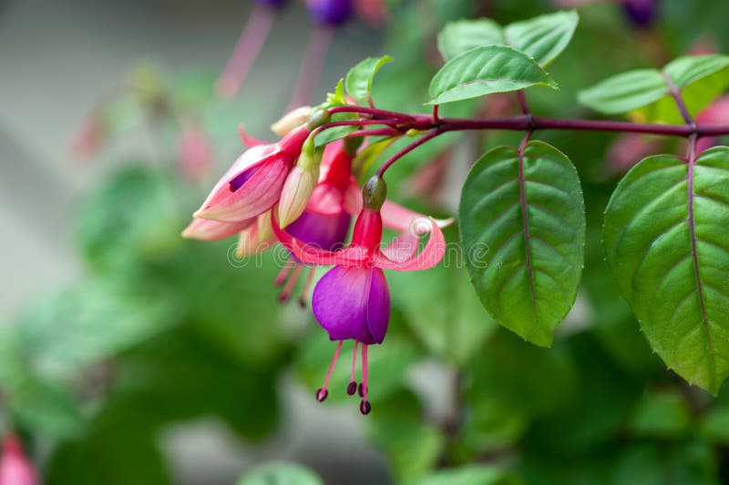 Bleeding Hearts stock image. Image of spring, flowers - 2866411