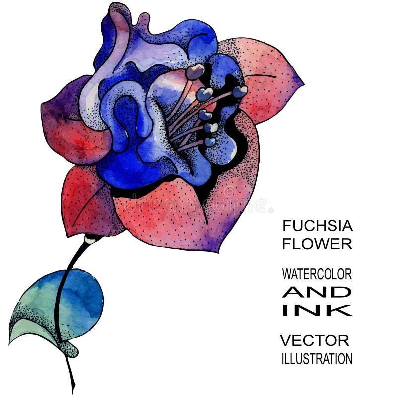 Fuchsia stock vector. Illustration of engraving, natural - 51250196