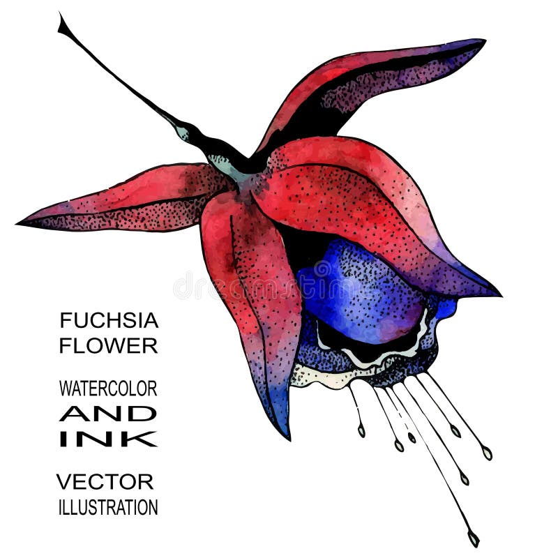 Fuchsia stock vector. Illustration of summer, botanical - 51494554