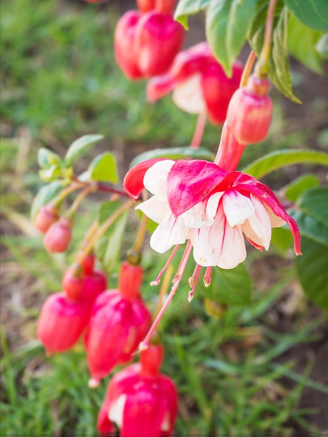 Fuchsia flowers stock image. Image of growing, garden - 71763841