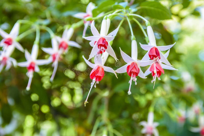 Fuchsia flowers stock photo. Image of blossoming, colorful - 76711506