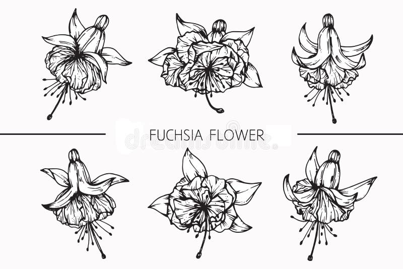 Fuchsia Flowers Drawing and Sketch with Line-art on White Backgrounds ...