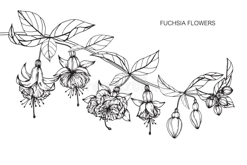 Fuchsia Flowers Drawing and Sketch with Line-art Stock Illustration ...
