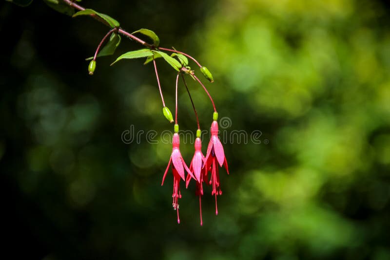 Fuchsia Flowers in the Garden Stock Photo - Image of botany, beauty ...