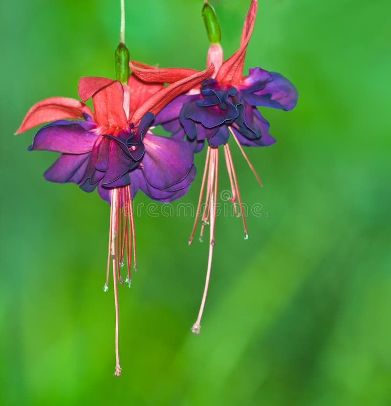Fuchsia flowers on green stock photo. Image of fresh - 17677614