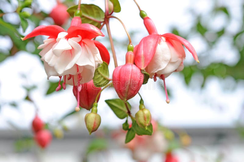 Bleeding Hearts stock image. Image of spring, flowers - 2866411