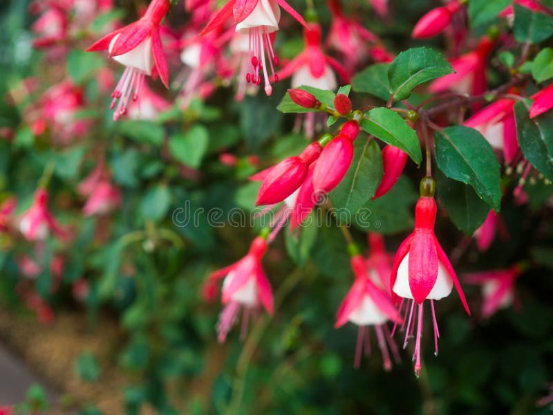 Fuchsia Flowers in the Park Stock Photo - Image of plant, colors: 102446350