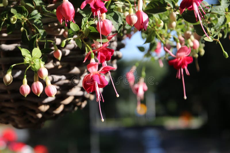 Fuchsia Flowers in Pink Color in a Garden in the Netherlands Stock ...