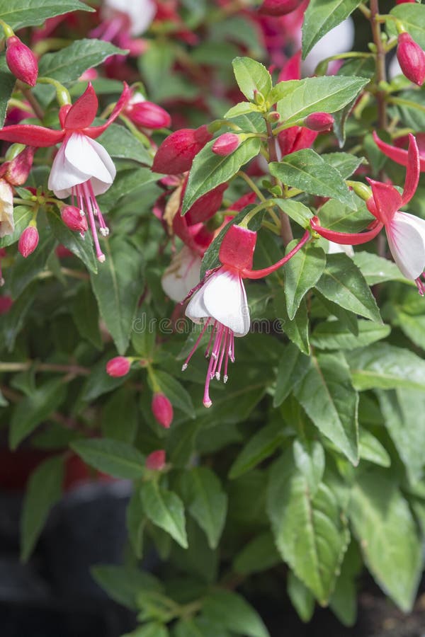 Fuchsia Flowers Red and White Stock Photo - Image of garden, close ...