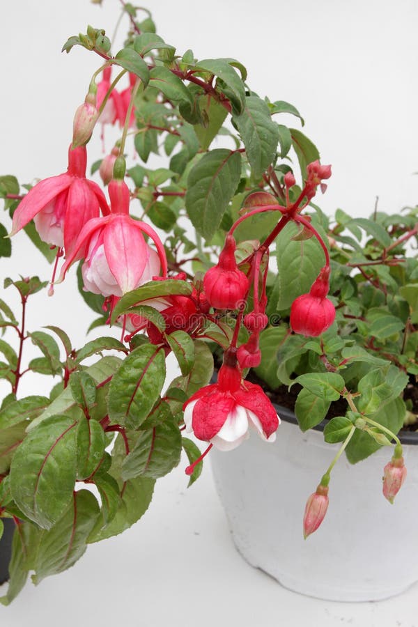 Fuchsia. Fuchsia Flowers in Shades of Pink and White in Pot Isolated on ...