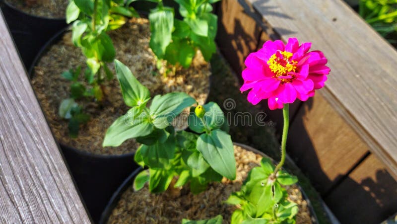 Fuchsia Flowers of Zinnia Angustifolia on Pot Stock Photo - Image of ...
