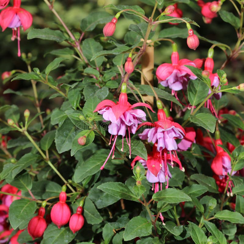 Fuchsia hybrida flowers stock photo. Image of decorative - 148963154