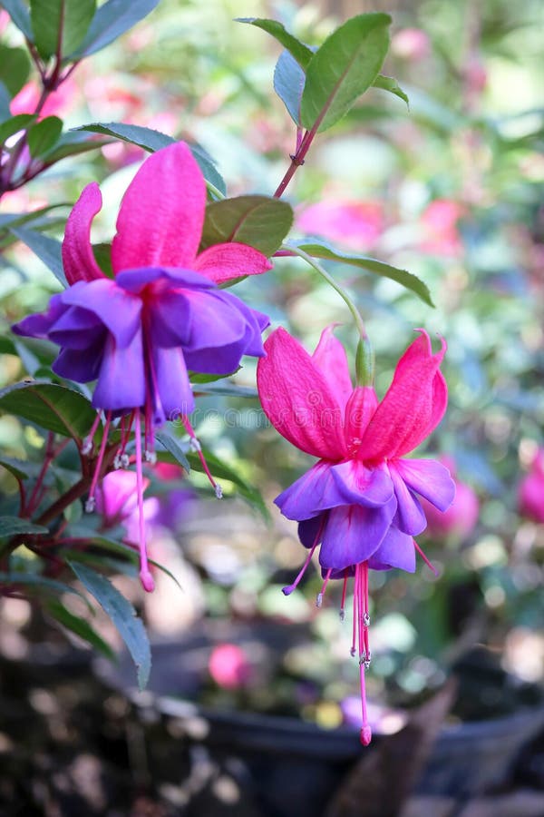Fuchsia stock image. Image of small, purple, bloom, closeup - 49728655