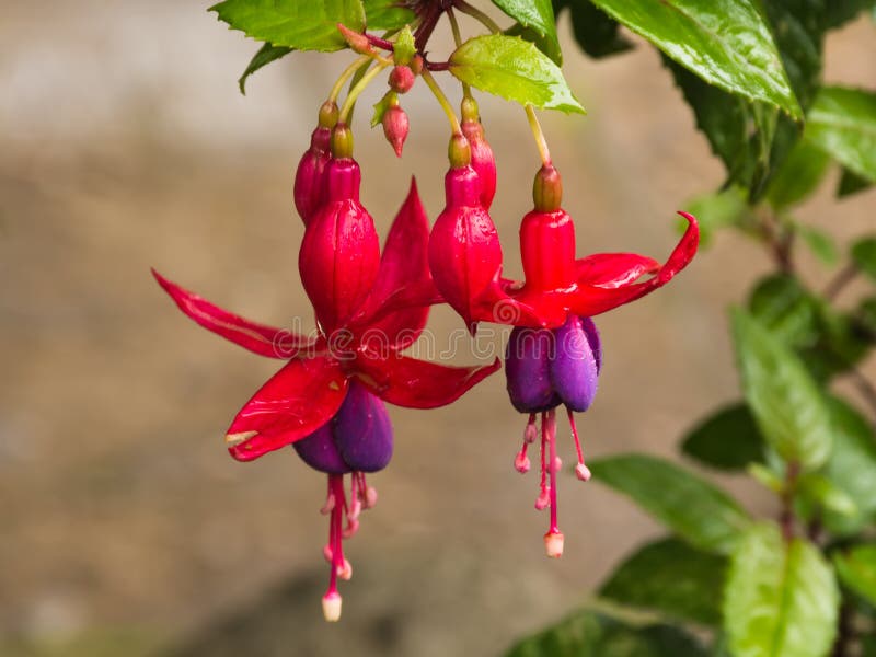 Fuchsia stock image. Image of flowering, bloom, plant - 94620901