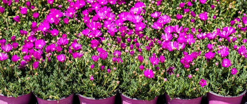 Fuchsia Gerbera Flowers in Fuchsia Vases Stock Photo - Image of detail ...
