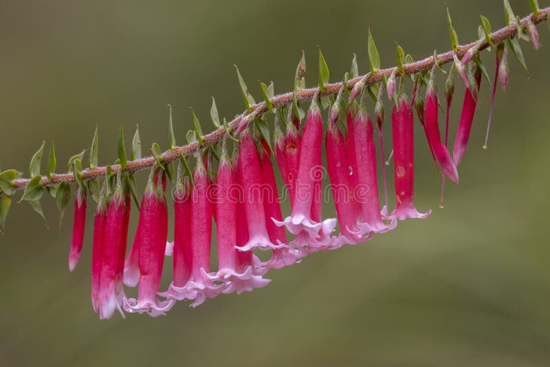 Fuchsia Heath stock image. Image of epacris, fuchsia - 267614617