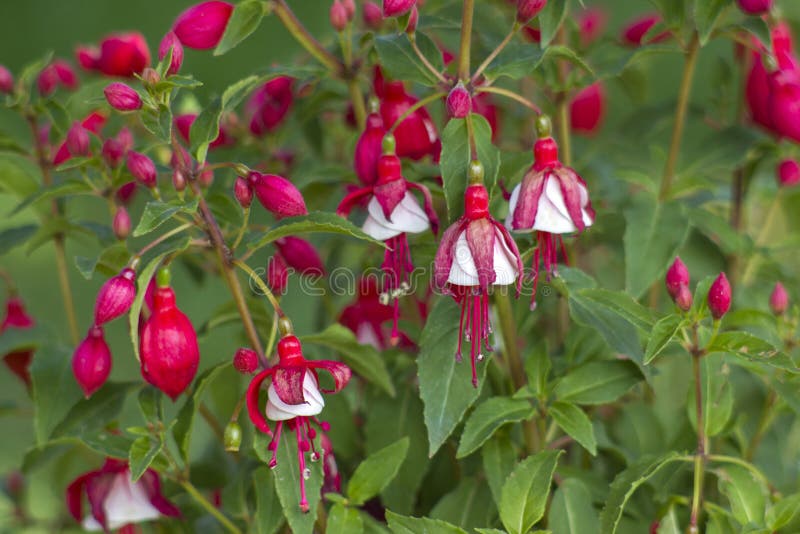 Fuchsia Hybrida, a Small Shrub with Beautiful, Bell-shaped, Odorless ...